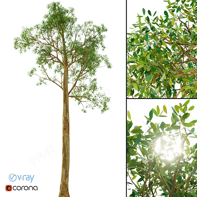 Realistic 3D Model of a Tree 3D Model - SolidRocks.net