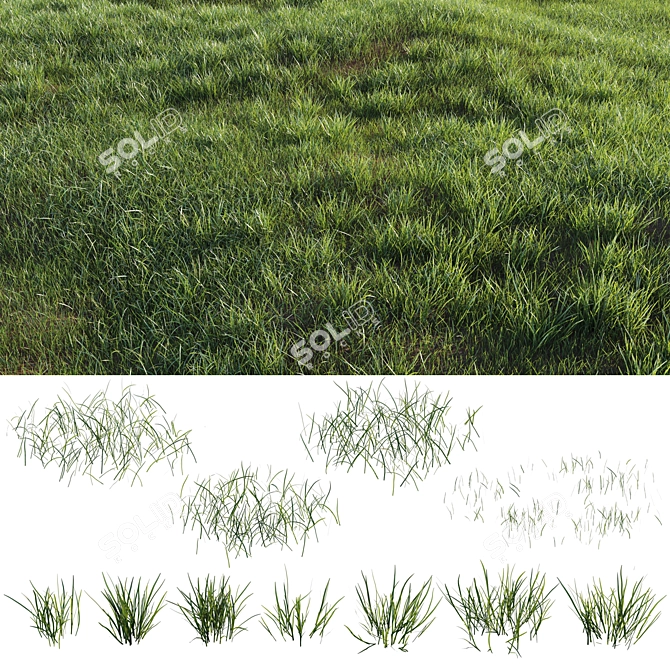 Lush Green Grass-Plot Kit 3D Model - SolidRocks.net