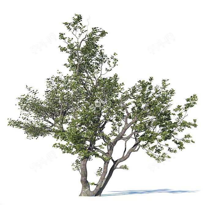 Realistic Deciduous Tree: High-quality 3D Model 3D Model - SolidRocks.net