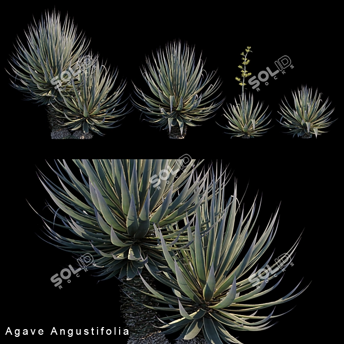 Agave Angustifolia: 4 Variations for Render 3D Model - SolidRocks.net