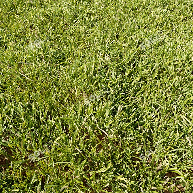 Realistic Translucent Grass Model 3D Model - SolidRocks.net