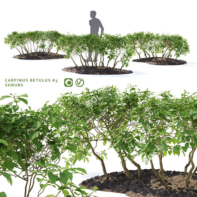 Hornbeam Topiary Shrubs | 3D Model Showcase 3D Model - SolidRocks.net
