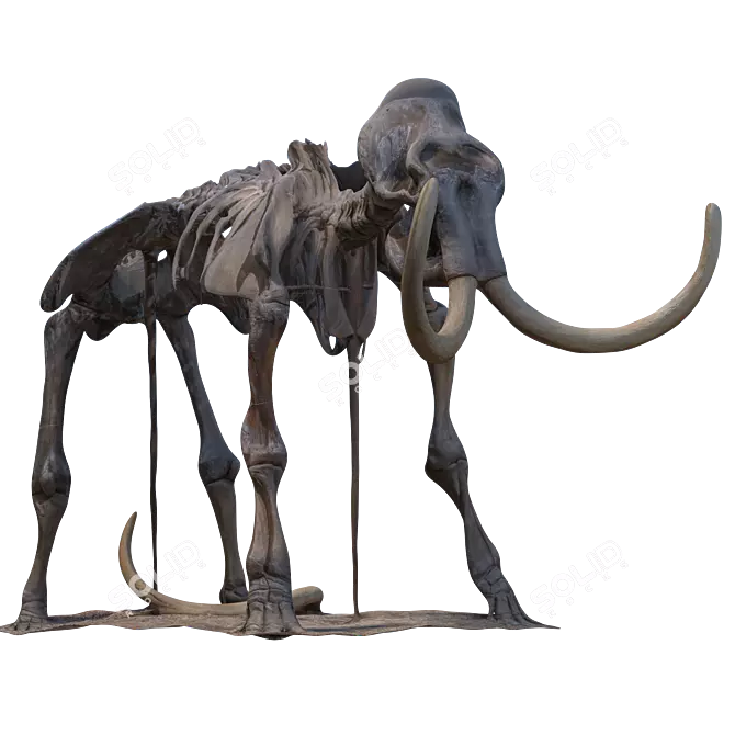 Mammoth Fossil: High-Res Skeleton 3D Model - SolidRocks.net