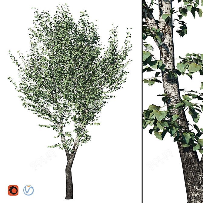 Realistic Populus Alba Tree Model 3D Model - SolidRocks.net