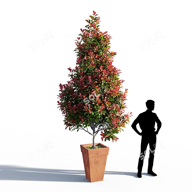 Mini Red Robin Photinia - Potted 3D Model - SolidRocks.net