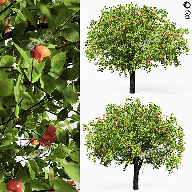 Giant Apple Tree 6s: Realistic 3D Model 3D Model - SolidRocks.net