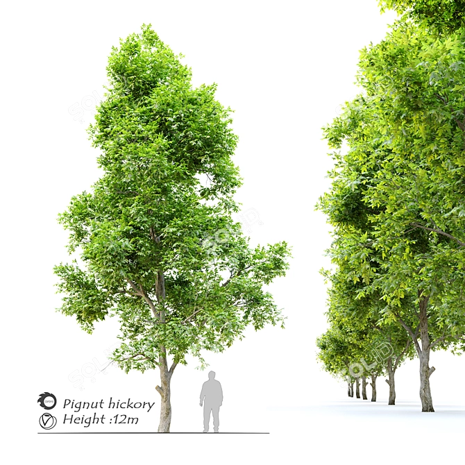 Pignut Hickory Tree (Carya glabra) 3D Model - SolidRocks.net