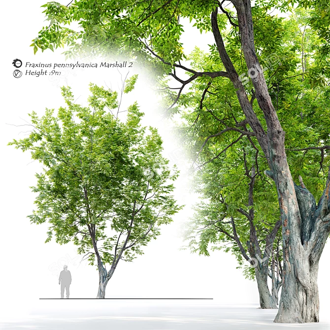 Marshall Green Ash: Seedless Fraxinus 3D Model - SolidRocks.net