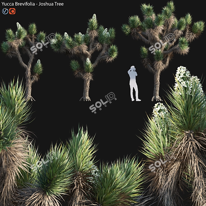 Desert Dream Yucca Tree - 3D Model 3D Model - SolidRocks.net