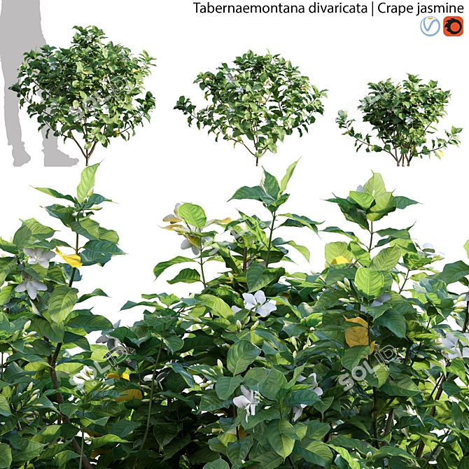 Crape Jasmine 3D Model - Max, FBX, OBJ, Textures 3D Model - SolidRocks.net