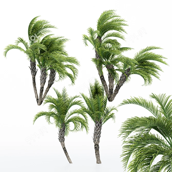 Curly Palm: Lifelike 3D Tree 3D Model - SolidRocks.net