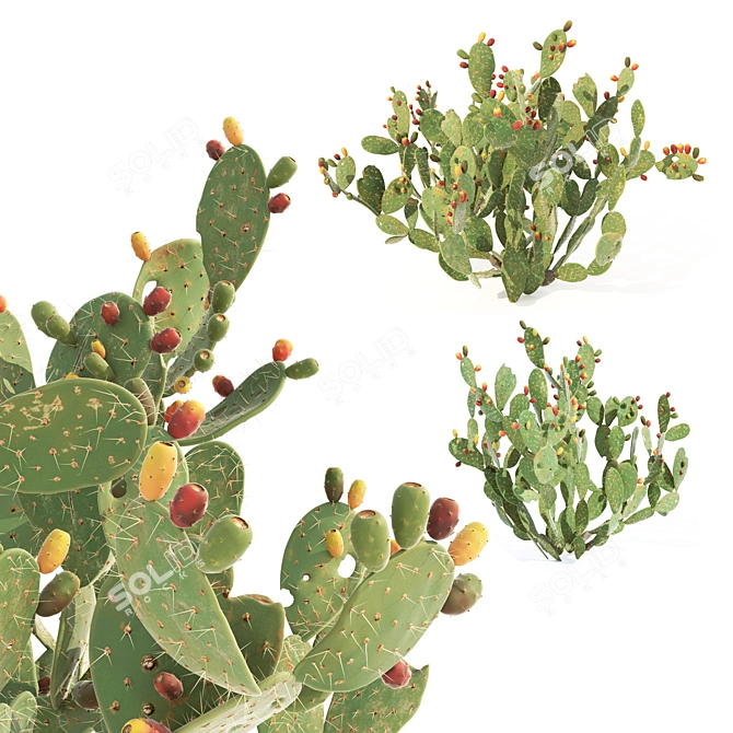 Prickly Pear Cactus: Lifelike 3D Models 3D Model - SolidRocks.net
