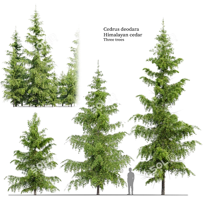 Himalayan Cedar Tree Bundle 3D Model - SolidRocks.net