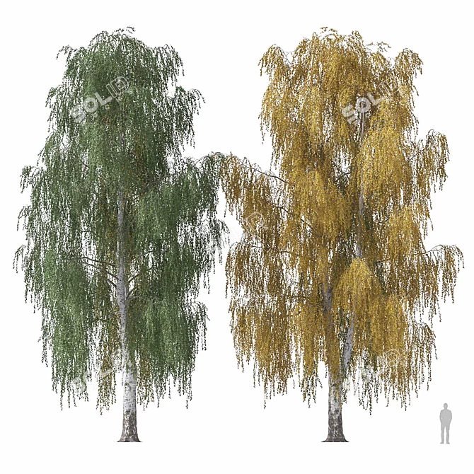 Weeping Birch Tree 4 - 3D Model 3D Model - SolidRocks.net