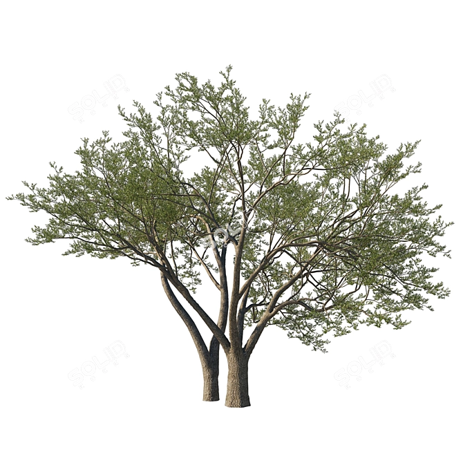 Coast Live Oak Tree Model 3D Model - SolidRocks.net