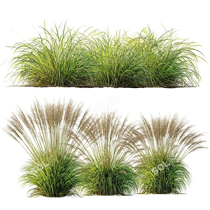 Golden Carex & Blue Moor Grass 3D Model - SolidRocks.net