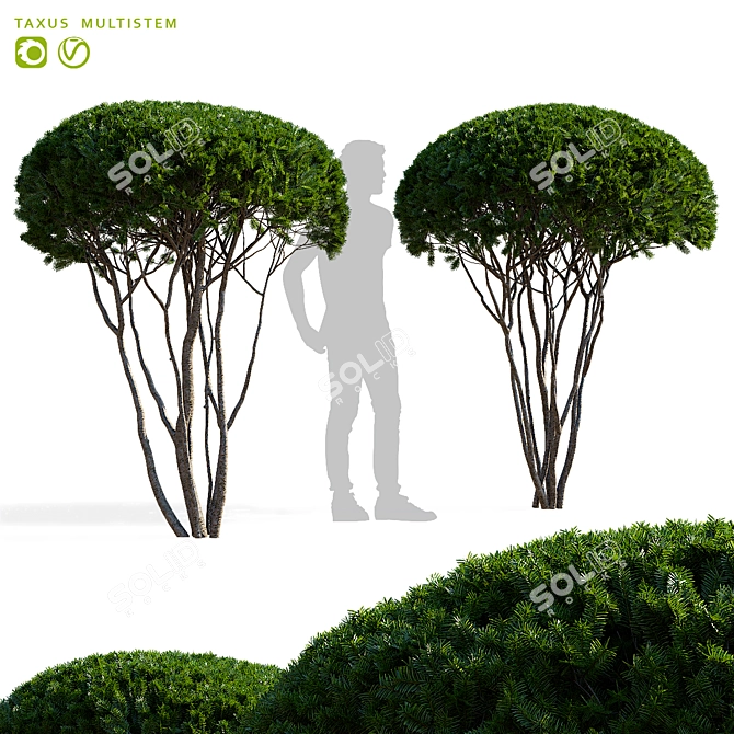 Multi-Stem Taxus 3D Model 3D Model - SolidRocks.net